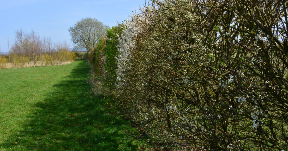 Hedge your bets for creating your successful hedgerow